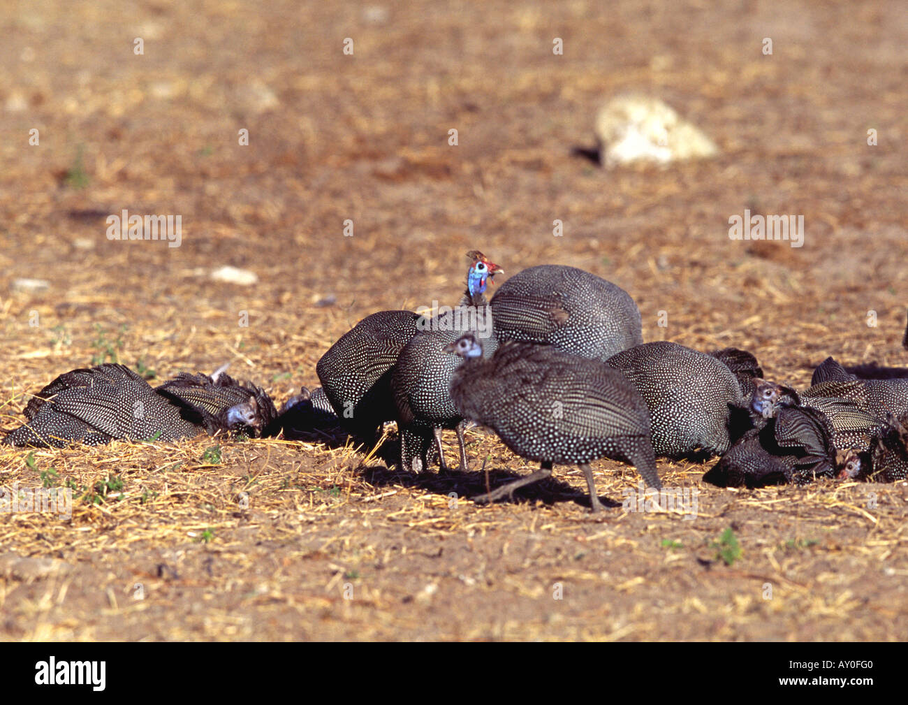 Group foraging hi-res stock photography and images - Alamy