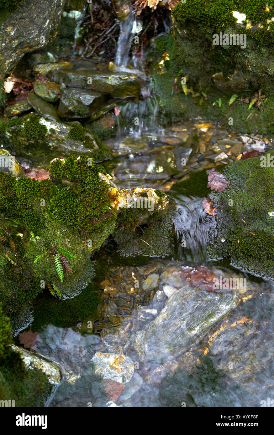 Water dripping from rocks and moss in the Wicklow mountains close to ...