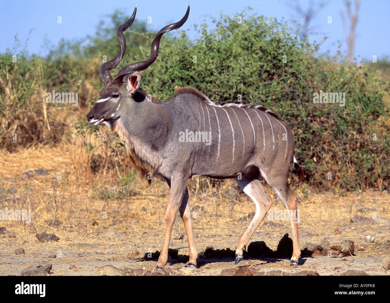Greater Kudu Bull