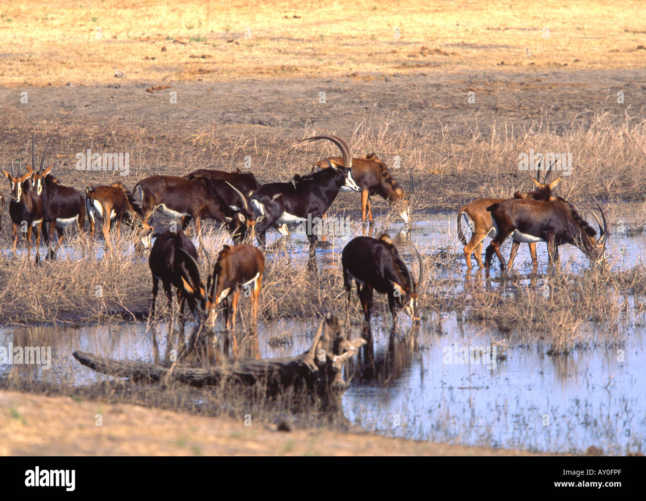 Sable Antelope group at a water hole Stock Photo - Alamy
