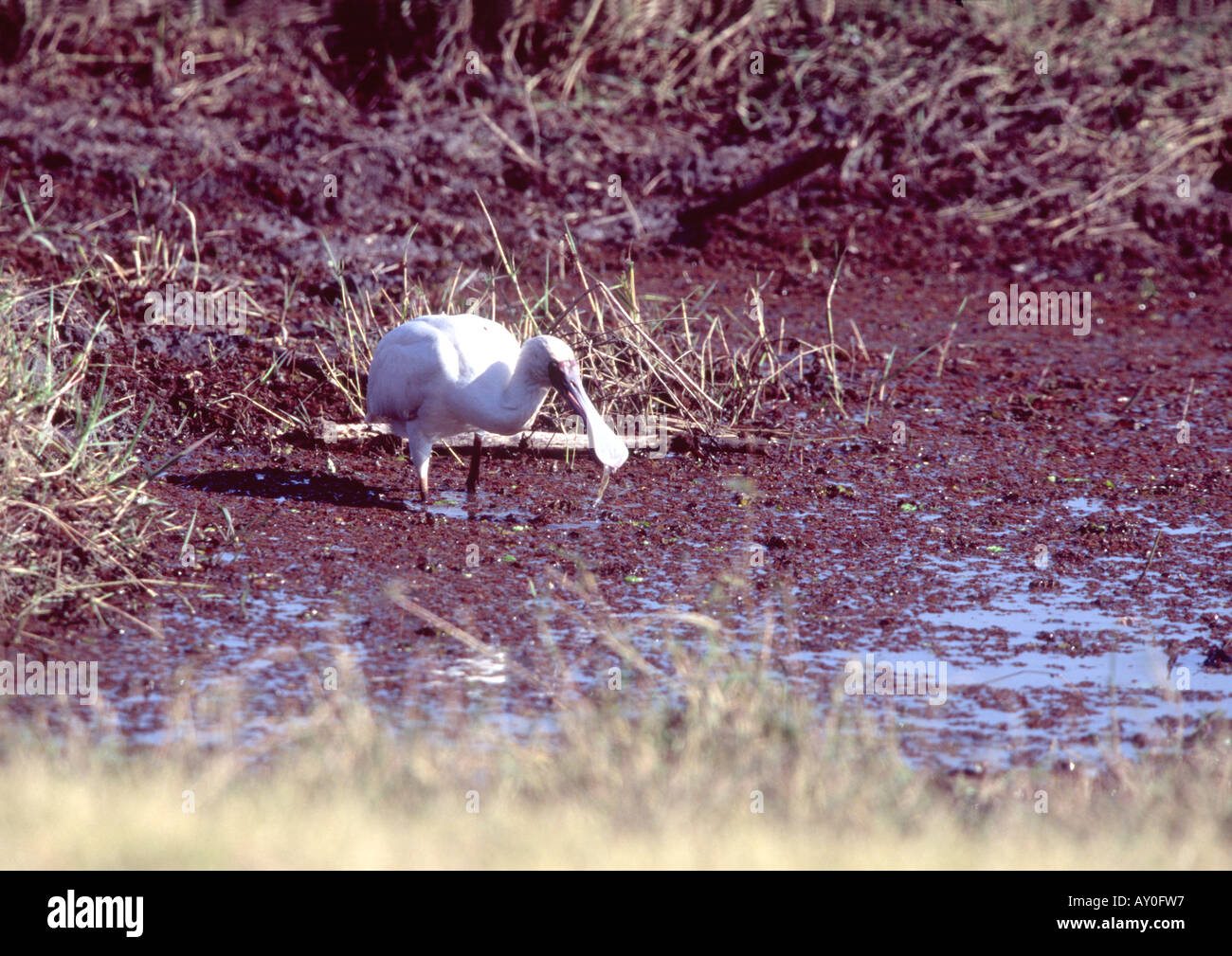 Long spoon shaped bill hi-res stock photography and images - Alamy