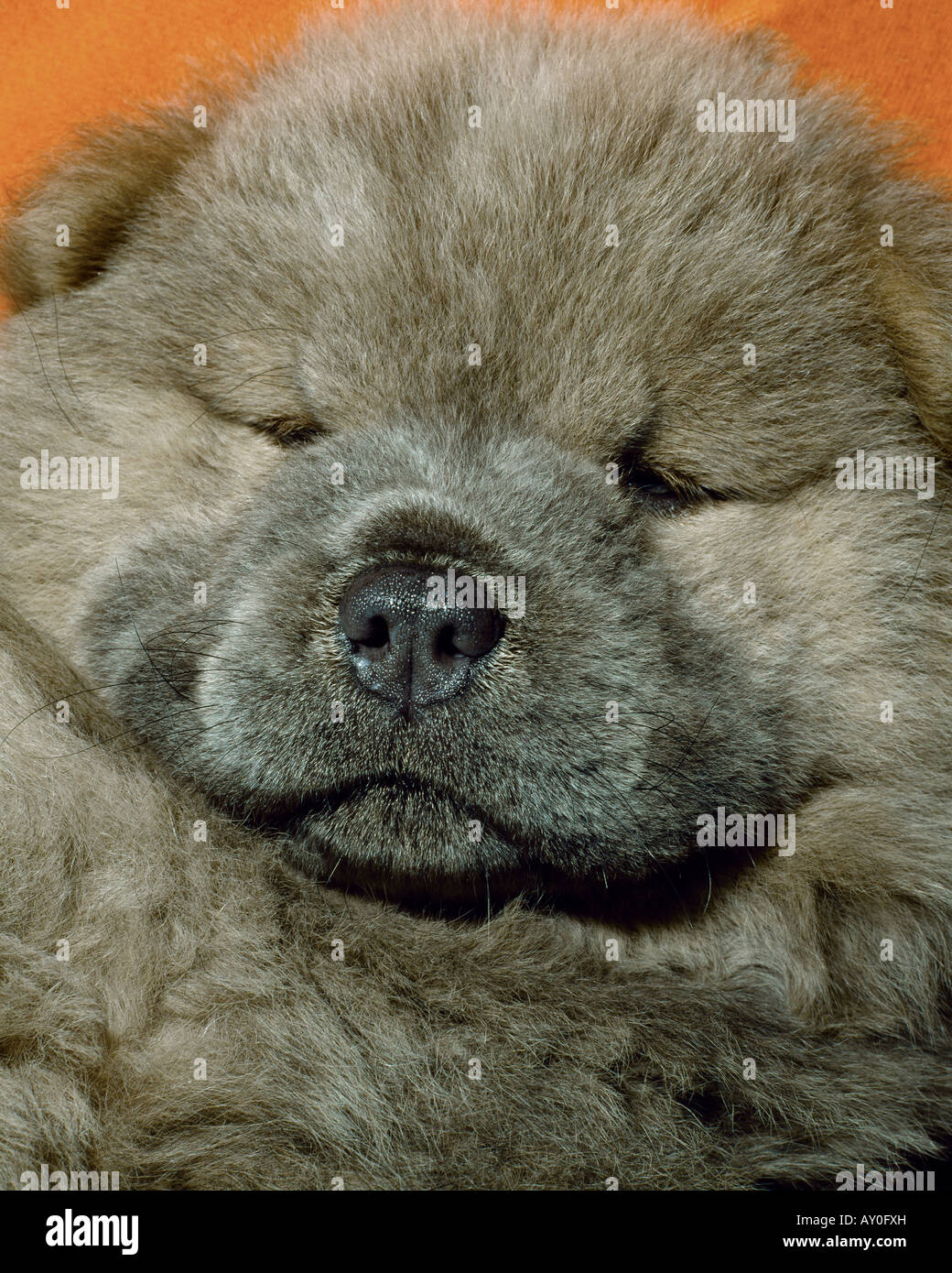 Chow chow puppies hi-res stock photography and images - Alamy