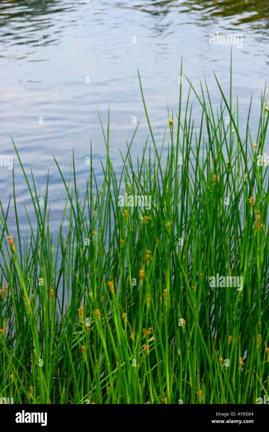 Sedge grass hi-res stock photography and images - Alamy