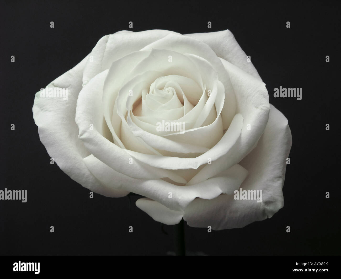 Hd floral background design hi-res stock photography and images - Alamy