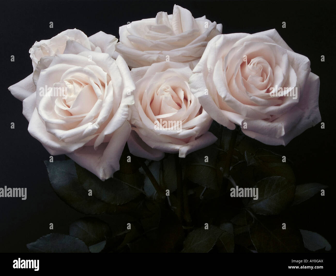 Unusual flower displays Cut Out Stock Images & Pictures - Alamy