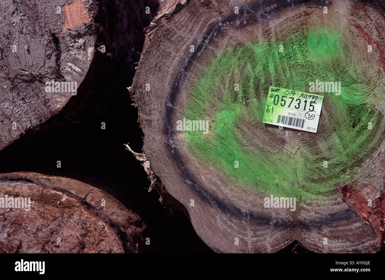 close up detail of teak wood timber log end ready for shipping ...