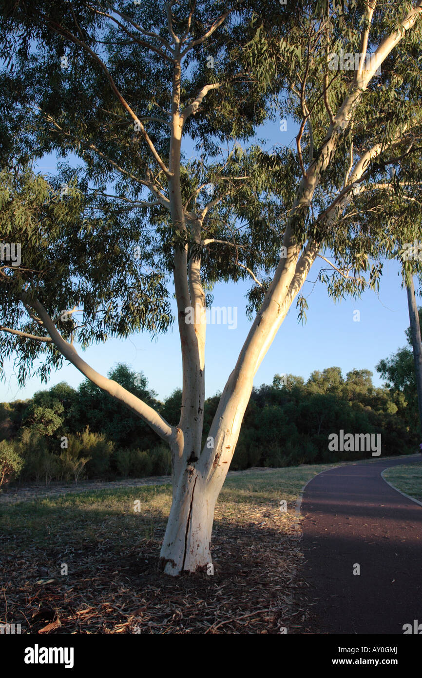 White gum tree at Canning River Regional Park near Perth, Western ...