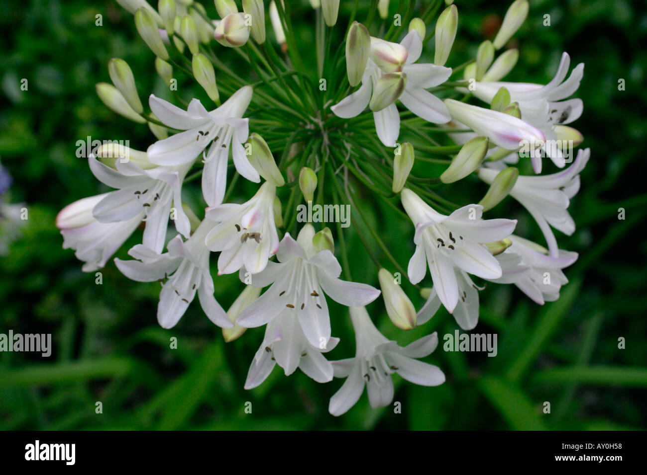 White agapanthus bulbs hi-res stock photography and images - Alamy