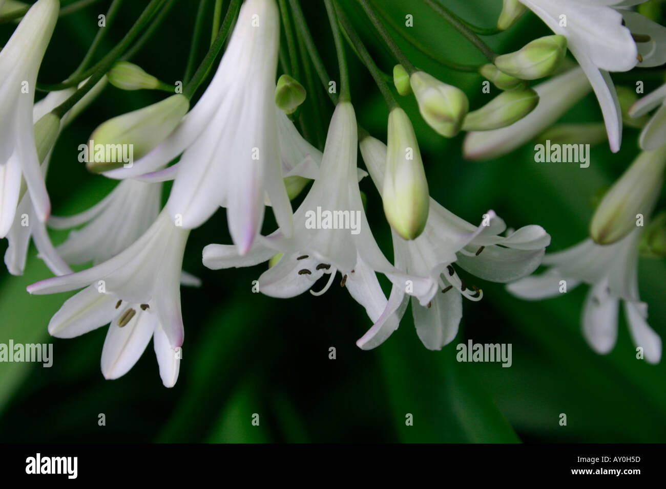 White agapanthus bulbs hi-res stock photography and images - Alamy