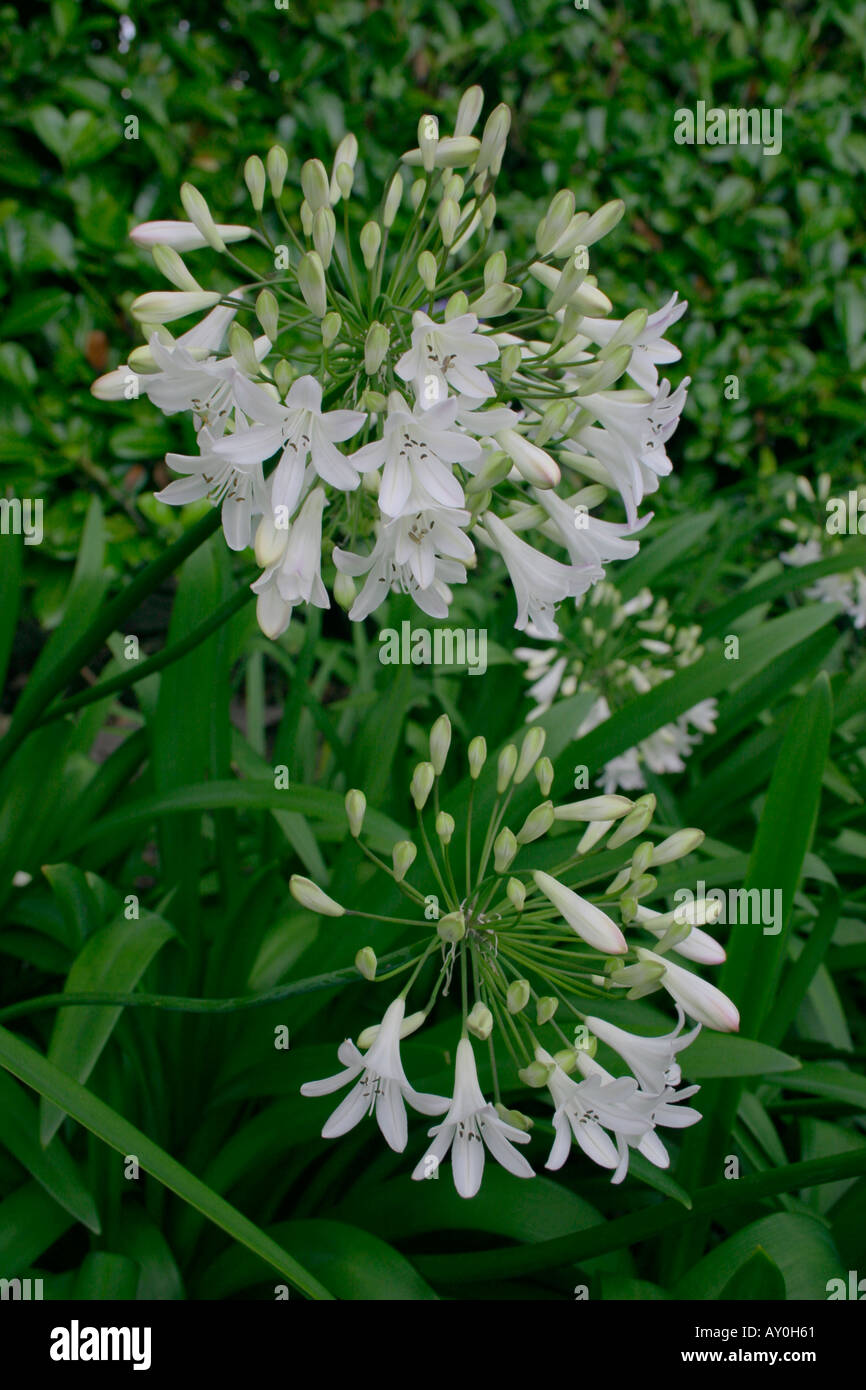 White agapanthus bulbs hi-res stock photography and images - Alamy
