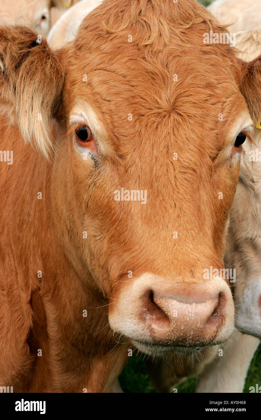 Bullock cow cattle hi-res stock photography and images - Alamy