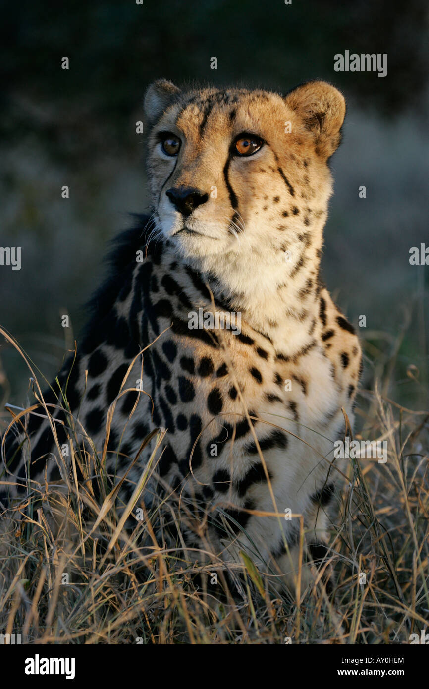 King cheetah hi-res stock photography and images - Alamy