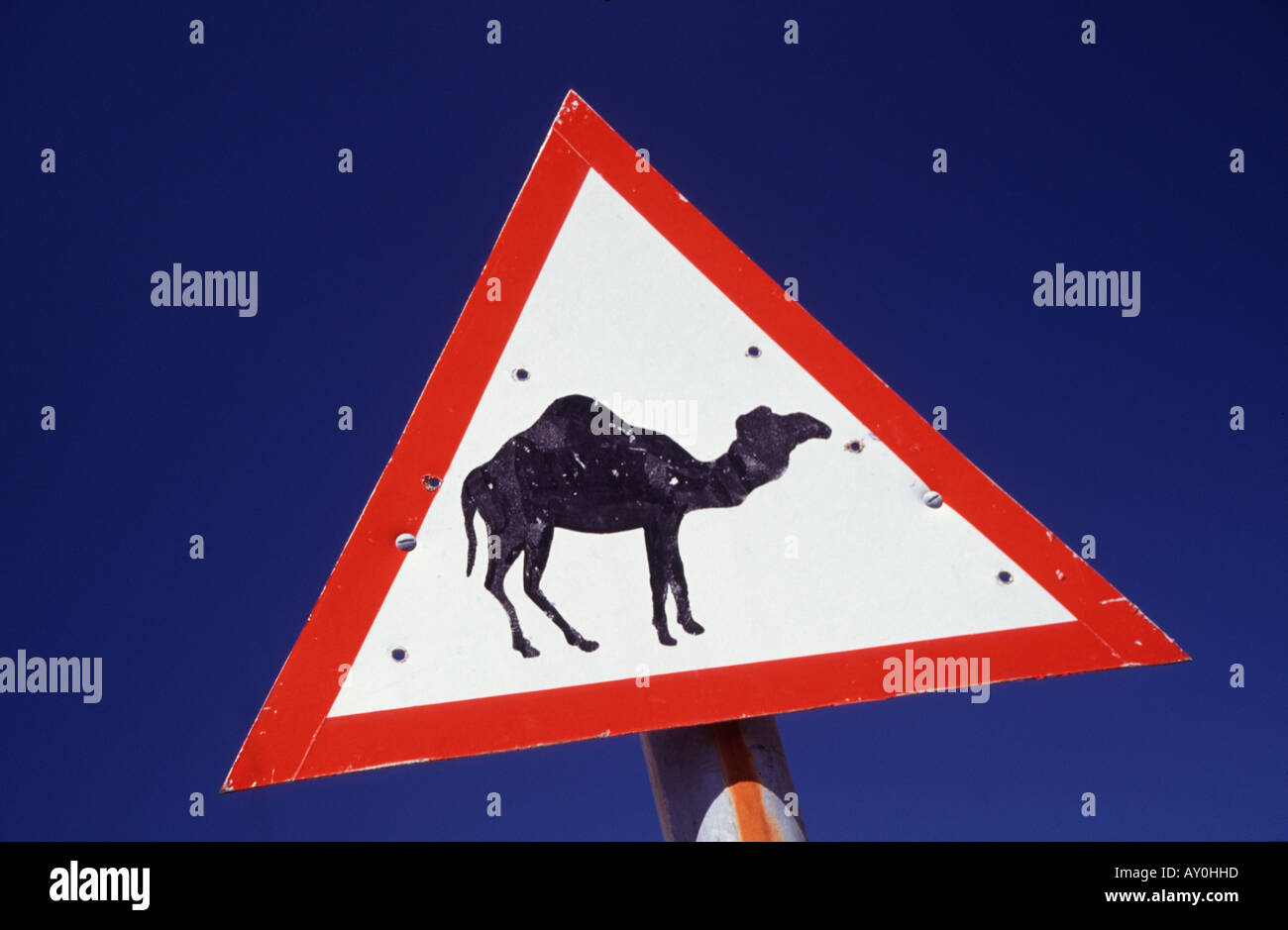 Roadway sign in the uae united arab emirates warning of camel crossing ...