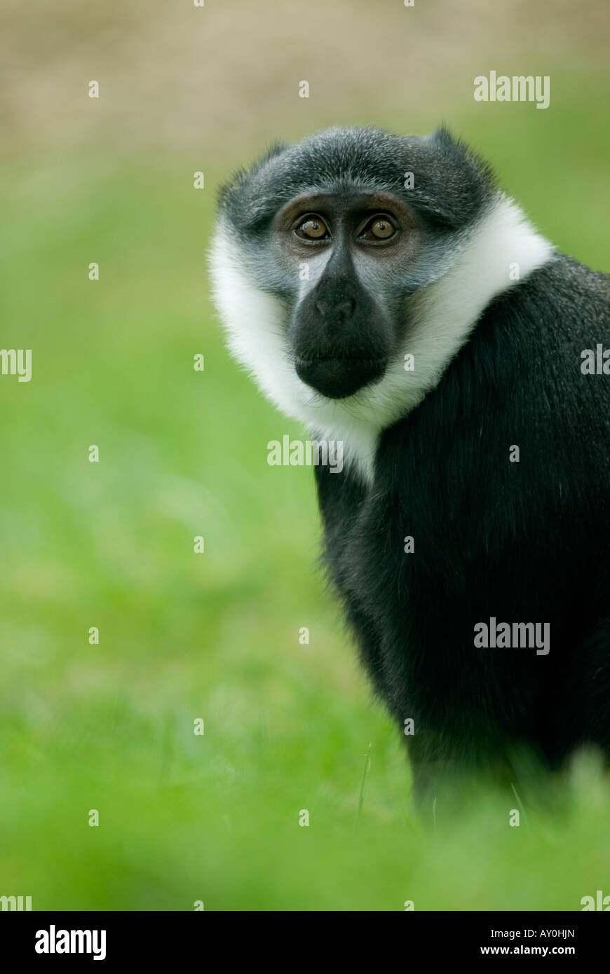 Lhoests Monkey High Resolution Stock Photography and Images - Alamy