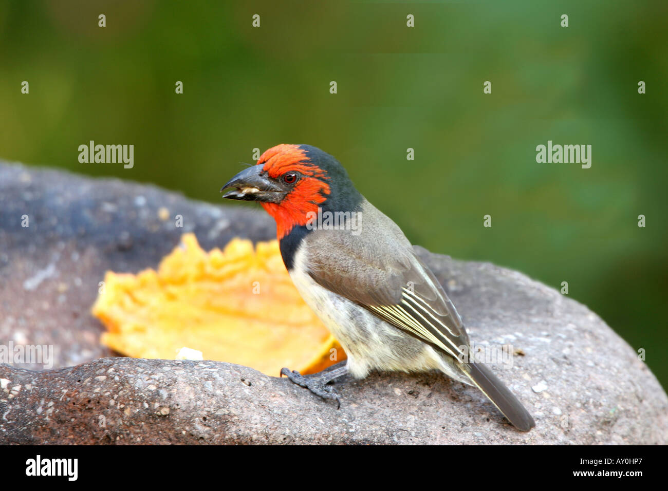 Black Collared Barbet Stock Photo - Alamy