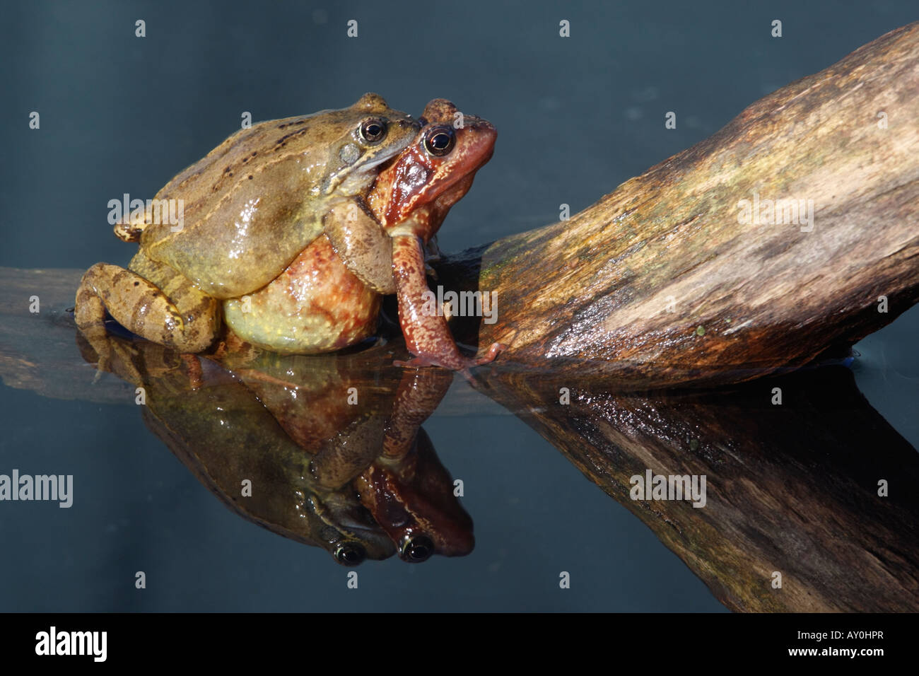 Frog mating hi-res stock photography and images - Alamy