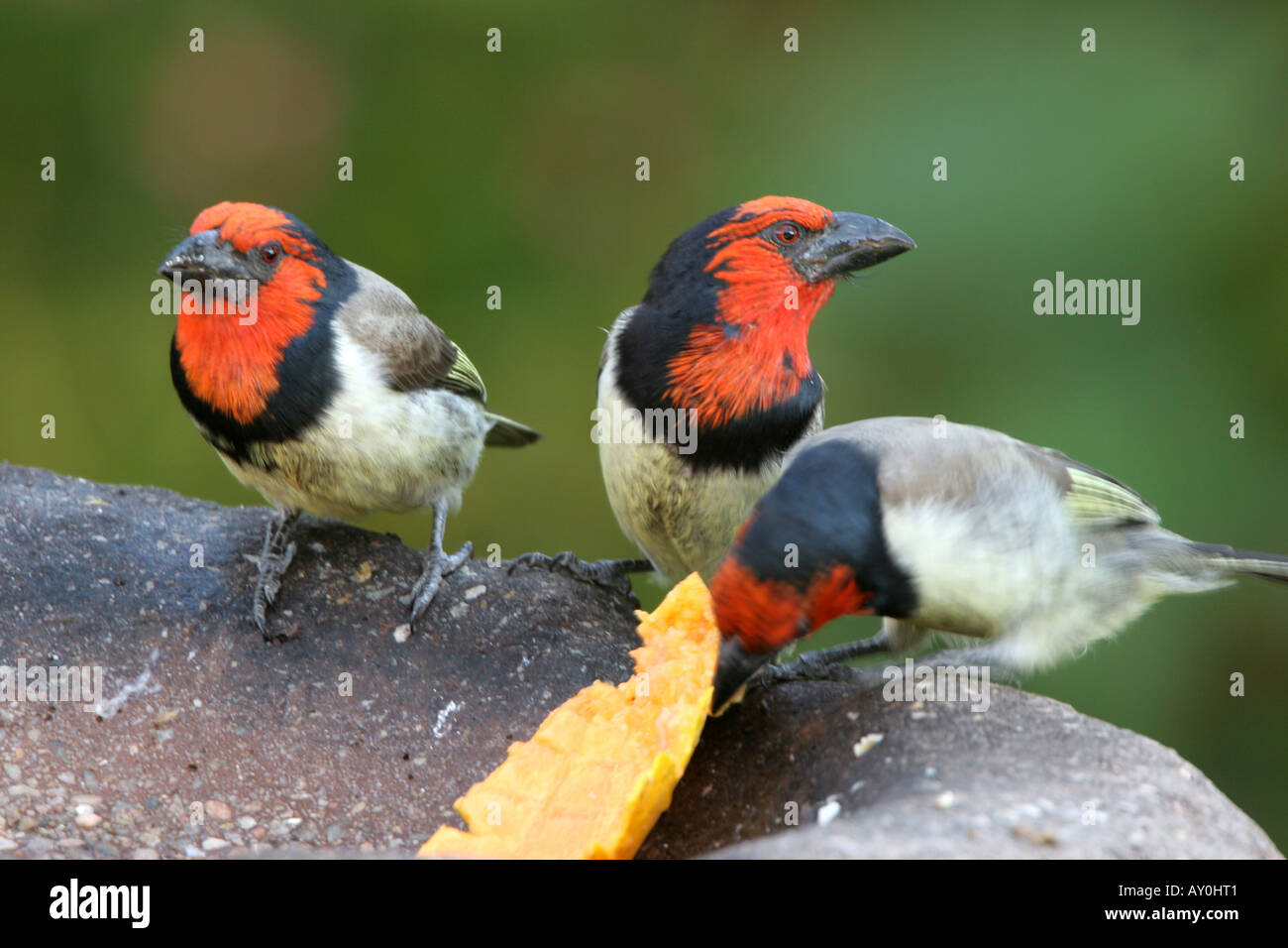 Birds and fruit hi-res stock photography and images - Alamy