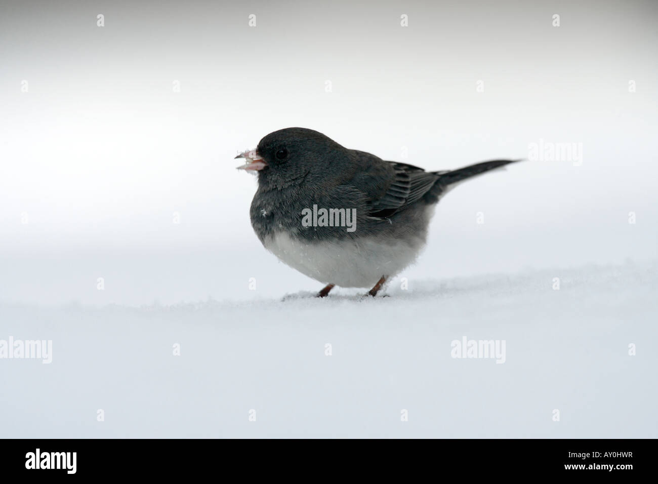 Dark eyed Junco in Snow Stock Photo - Alamy