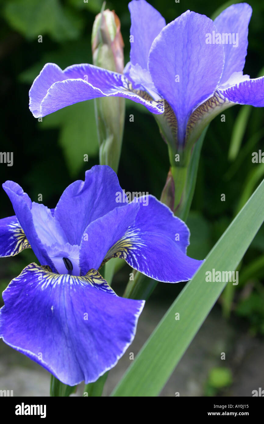 Blue flowers of garden plant Iris sibirica Silver Edge Stock Photo - Alamy