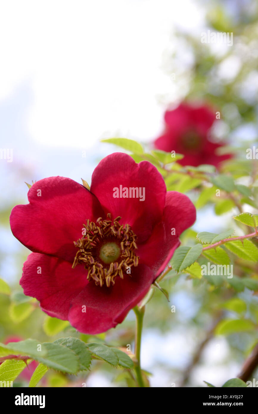 Red single flower of rose Rosa moyesii Geranium close up Stock Photo ...