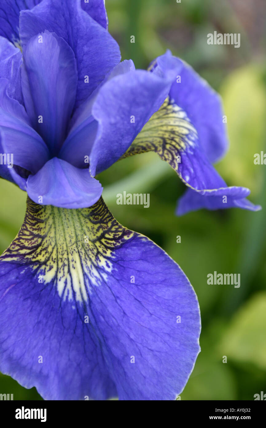 Blue flowers of garden plant Iris sibirica Silver Edge close up Stock ...