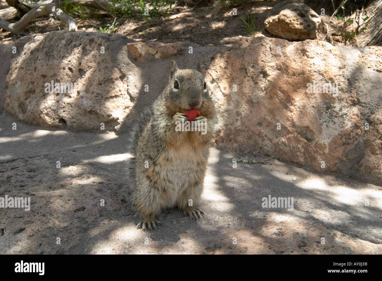 Red squirrel camping hi-res stock photography and images - Alamy