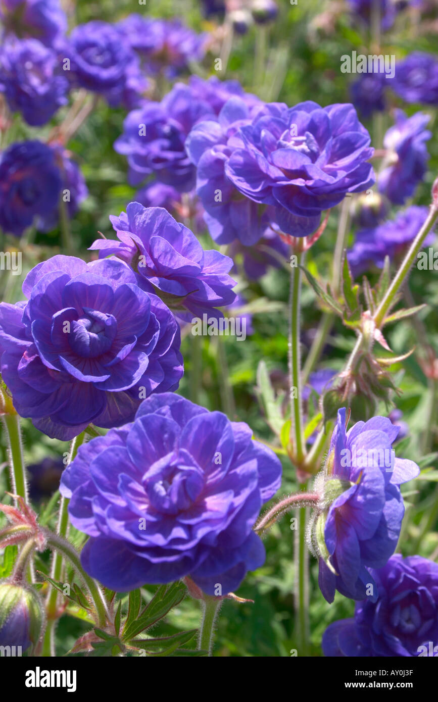 Violet blue flowers of perennial garden plant Geranium pratense plenum ...