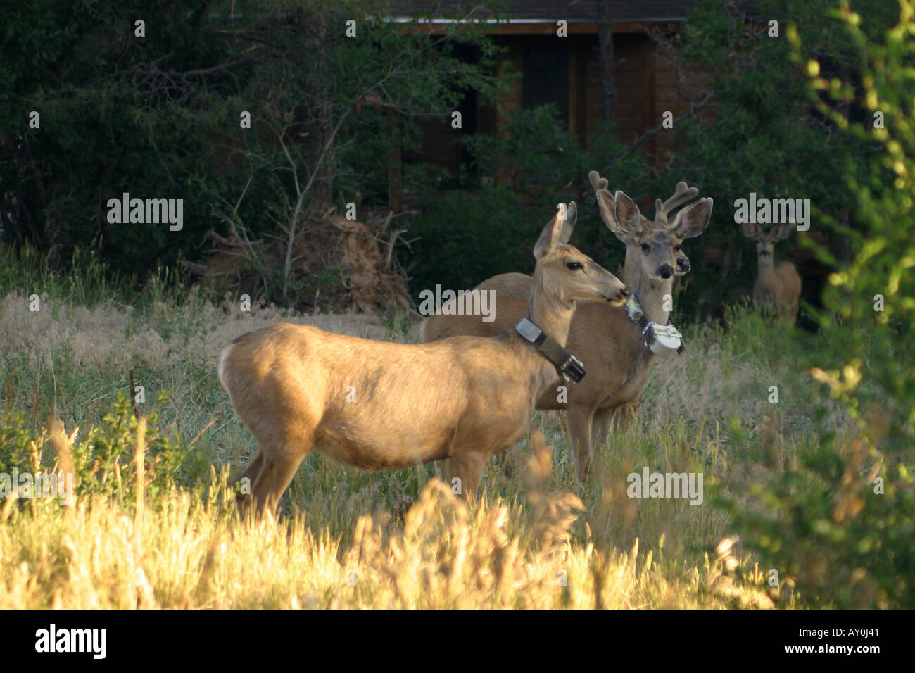 Doe Track High Resolution Stock Photography and Images - Alamy