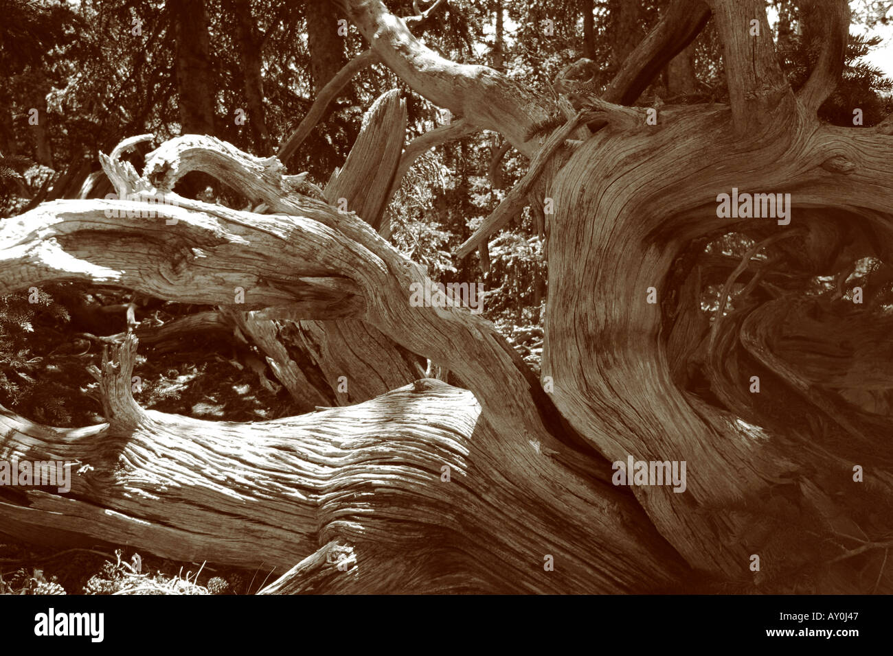 Twisted cedar tree trunk hi-res stock photography and images - Alamy