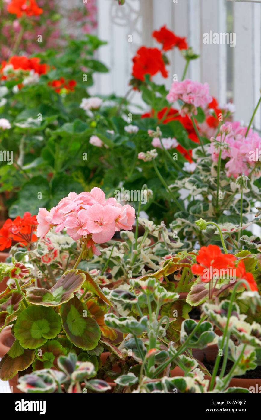 Pelargoniums geraniums in garden hi-res stock photography and images ...