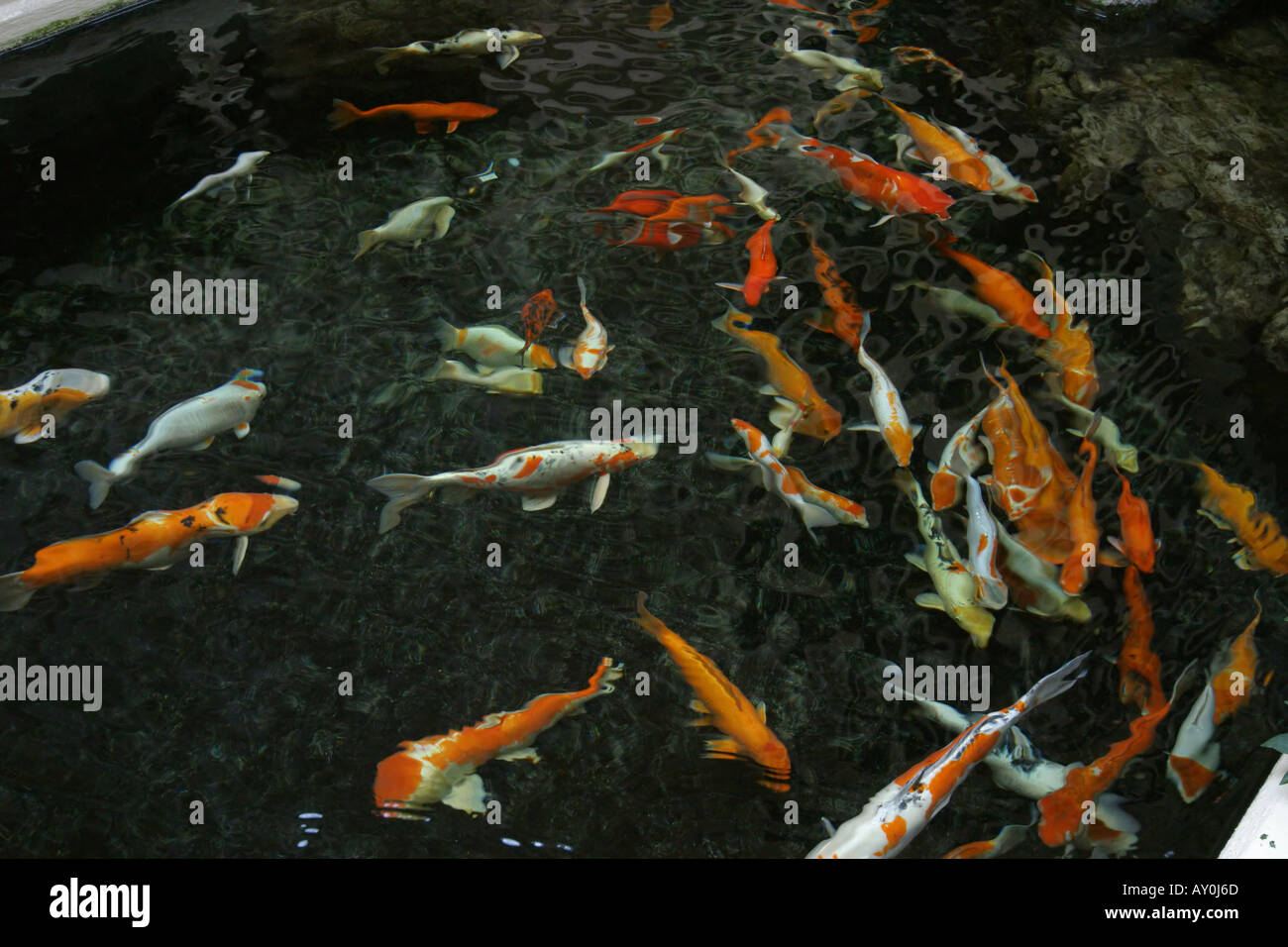 Variety koi carp swimming hi-res stock photography and images - Alamy