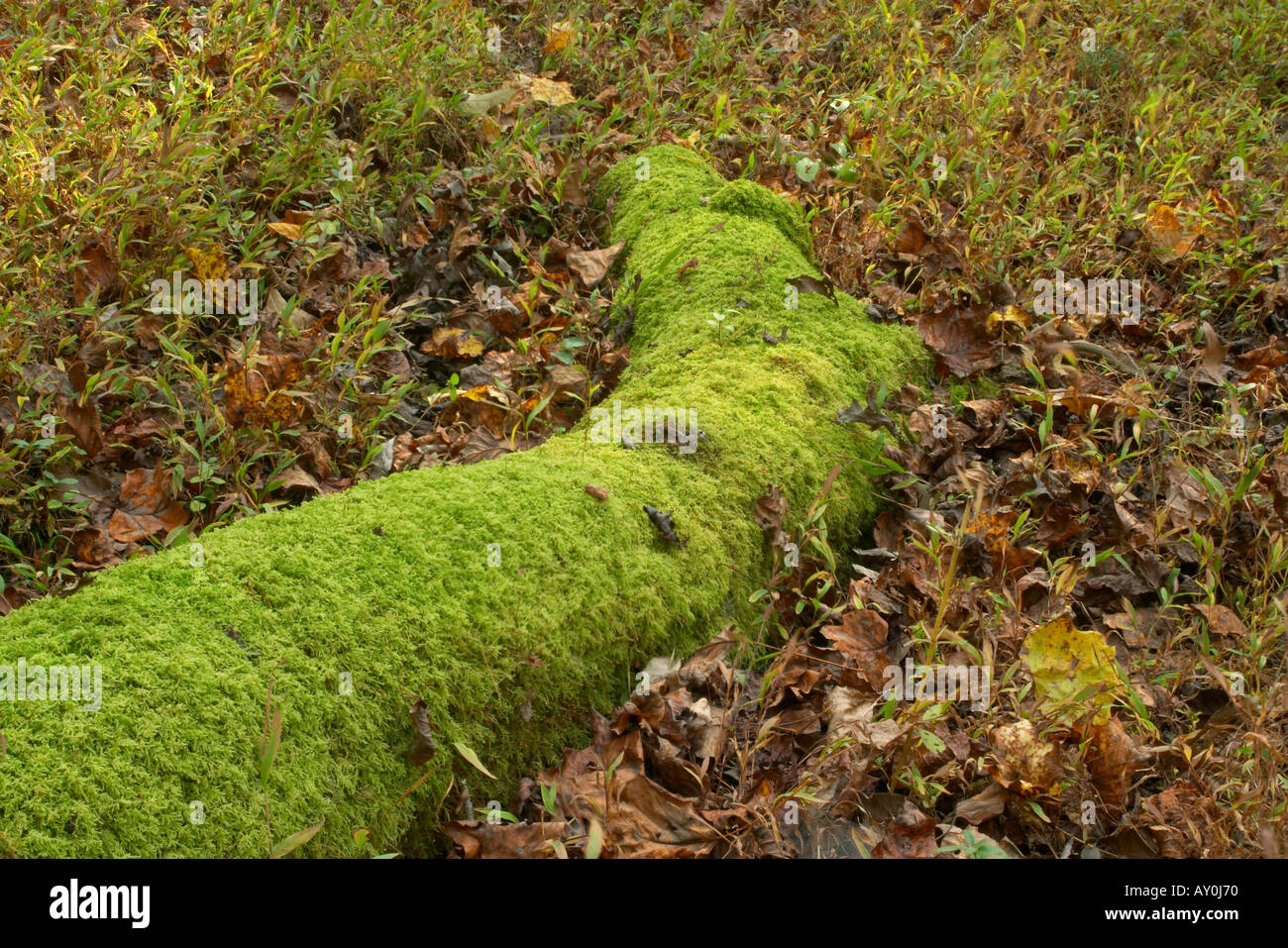 Moss covered root Stock Photo - Alamy