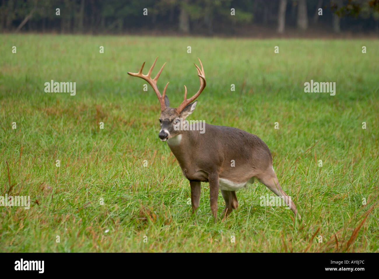 A large white tailed deer at cades cove Stock Photo - Alamy