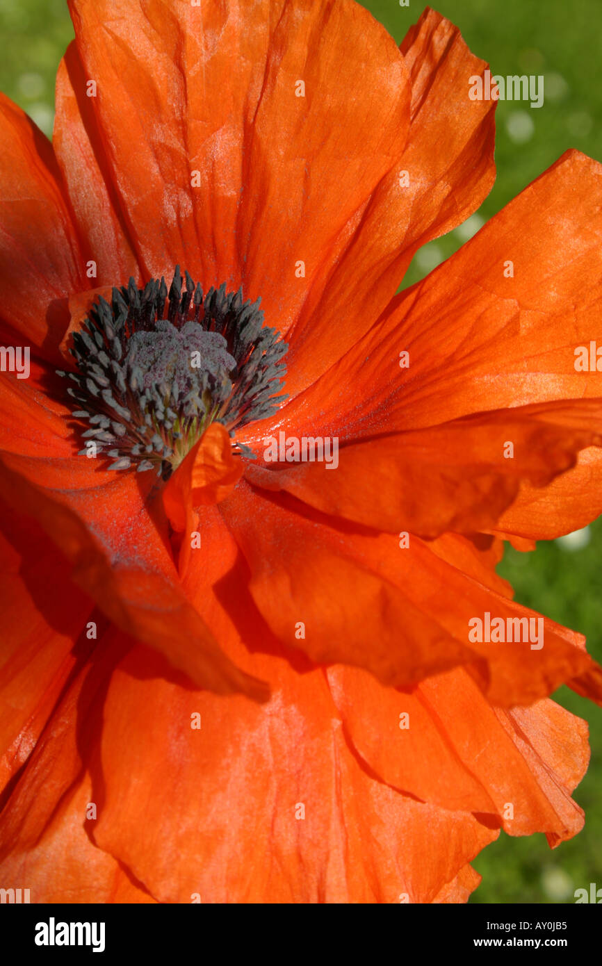 Red orange flower of Oriental Poppy Botanical name Papaver orientale ...