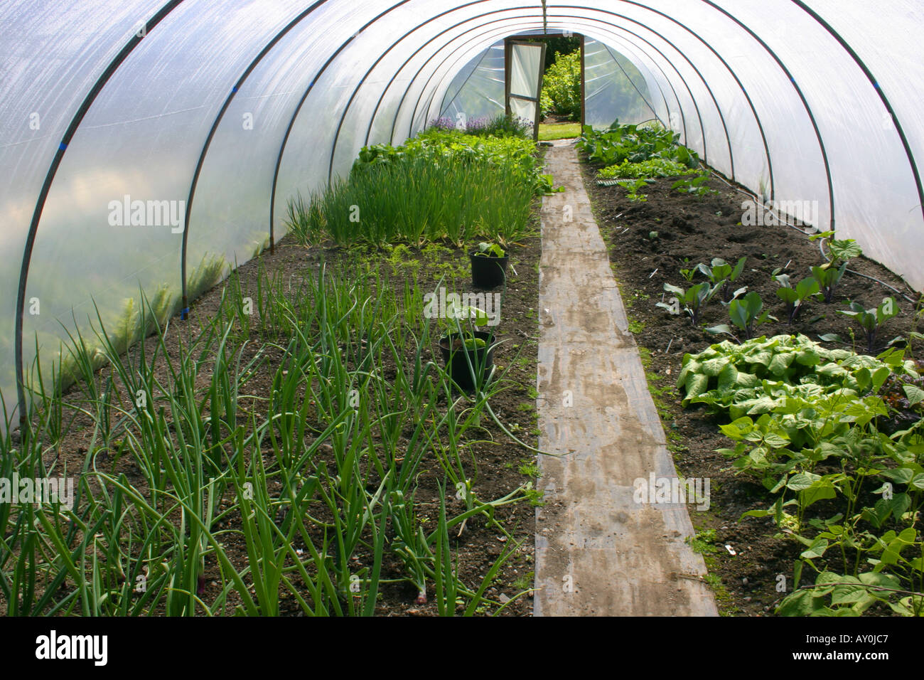 Vegetables growing in polytunnel Stock Photo - Alamy