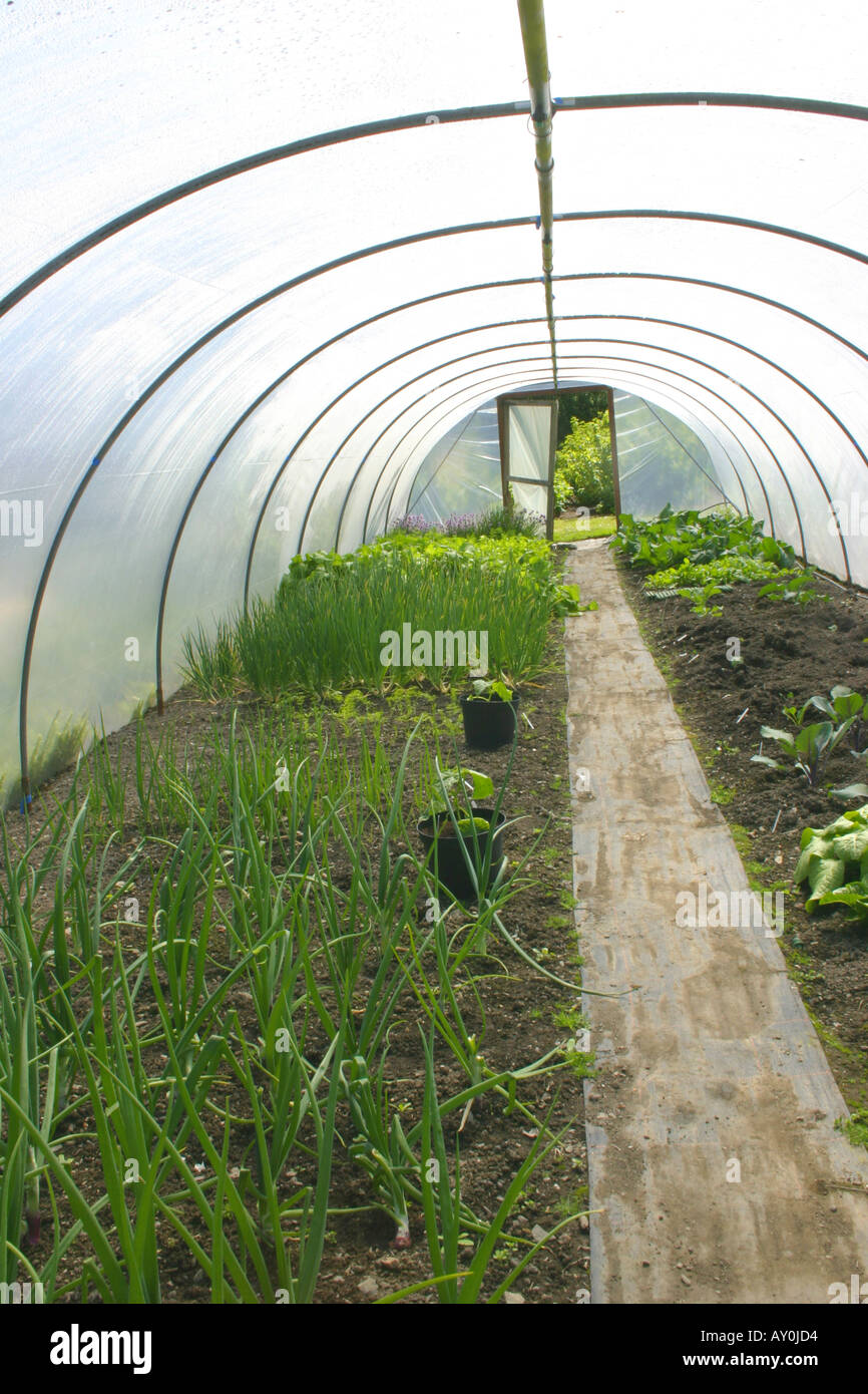 Vegetables growing in polytunnel Stock Photo - Alamy