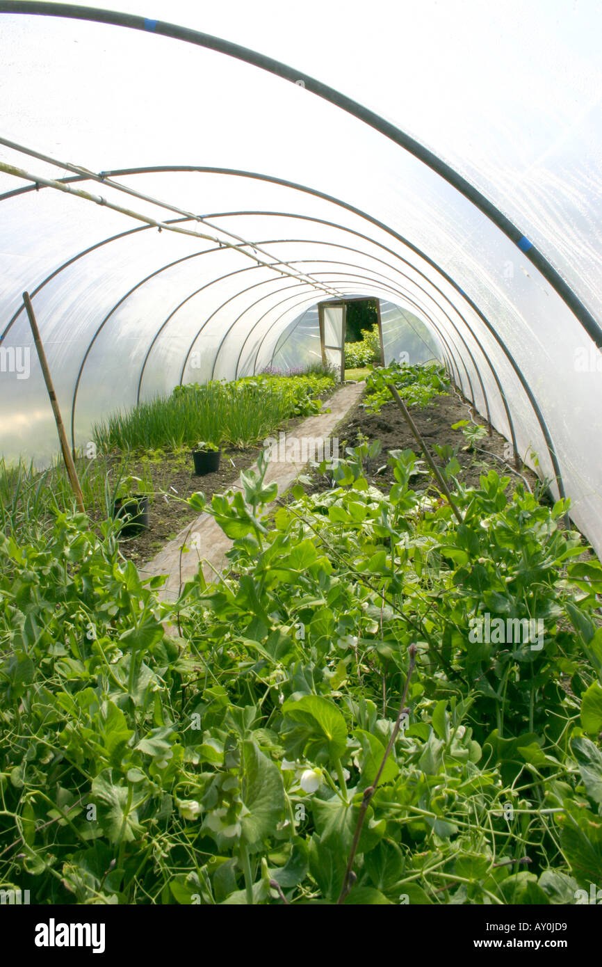 Peas and other vegetables growing in polytunnel Stock Photo - Alamy