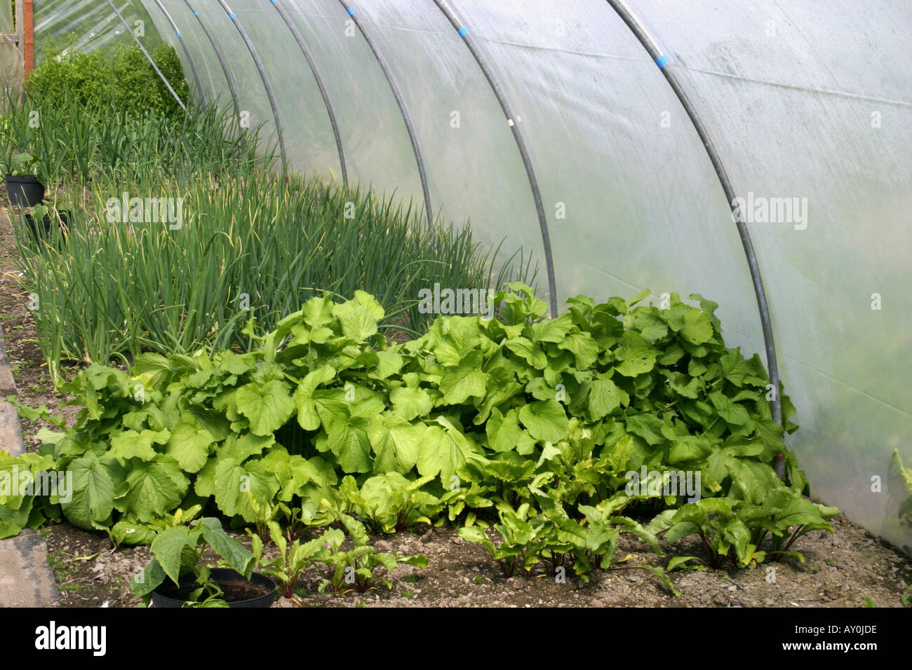 Vegetables growing in polytunnel Stock Photo - Alamy