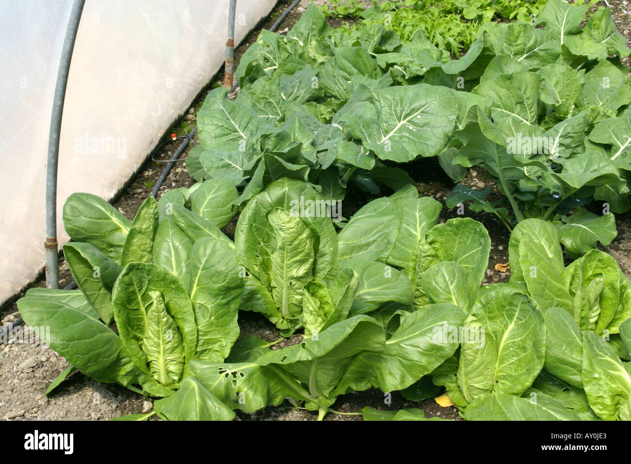 Cabbages and other vegetables growing in polytunnel Stock Photo - Alamy