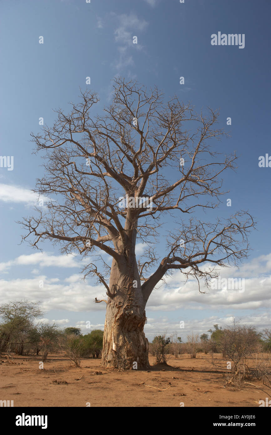 Survivor africa hi-res stock photography and images - Alamy