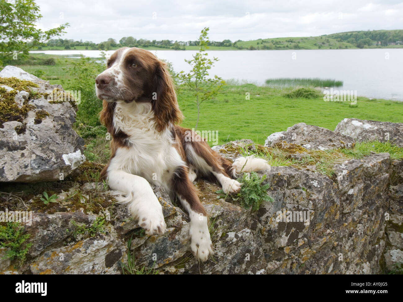 Ireland County Limerick Lough Gur Springer Spaniel dog lying on stone ...