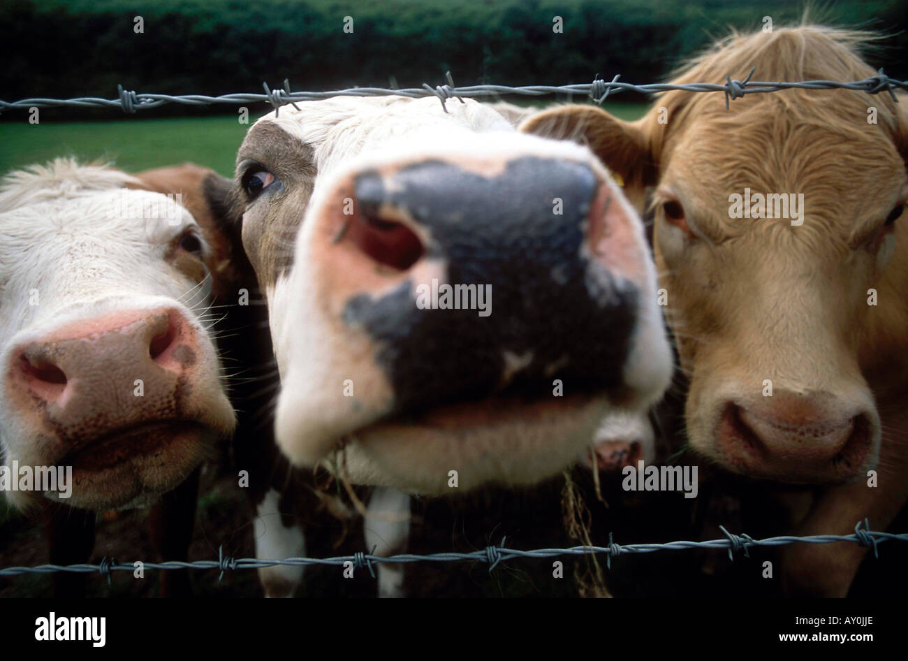 Cow cows hi-res stock photography and images - Alamy