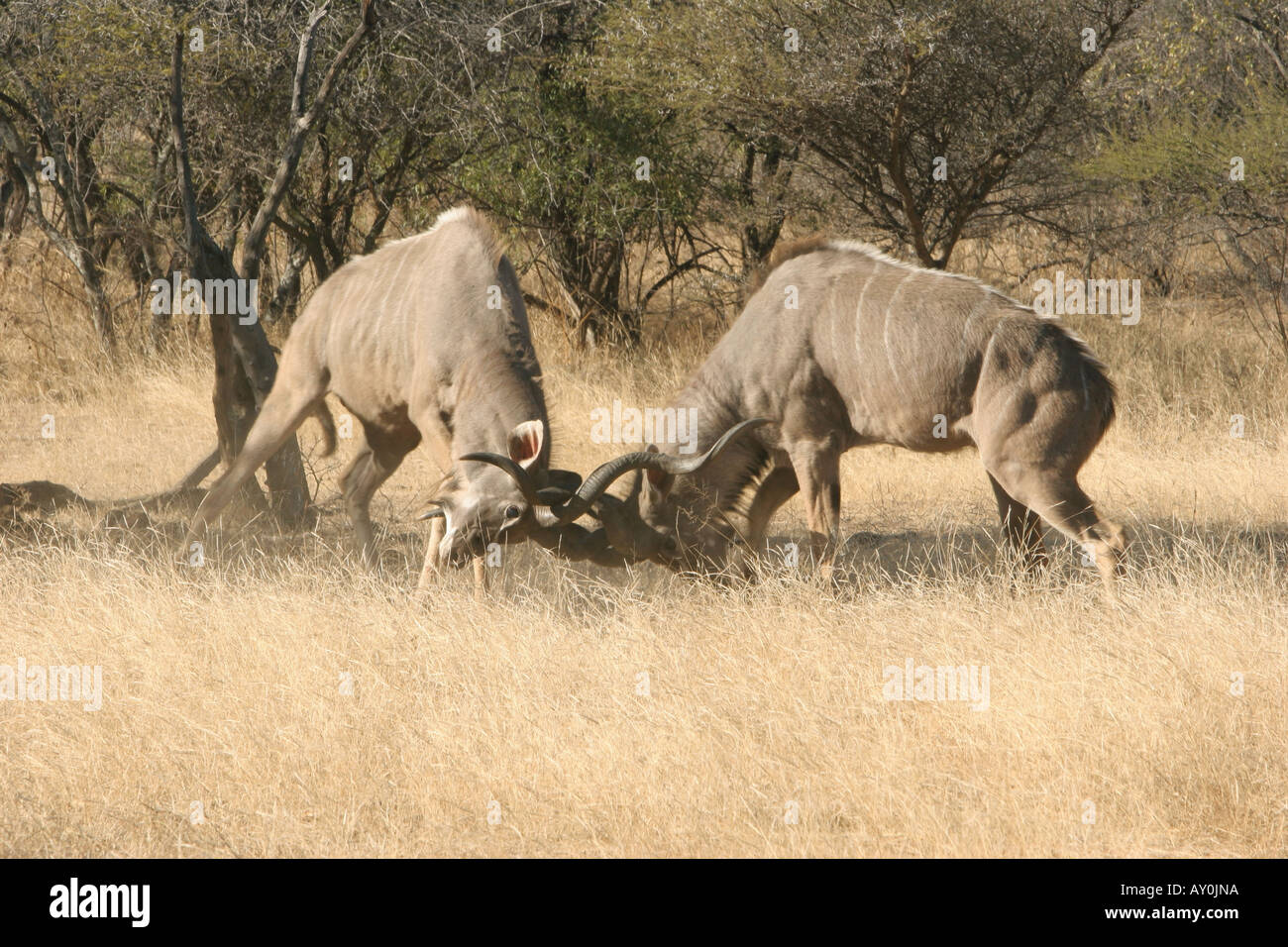 Territorial antelope hi-res stock photography and images - Alamy