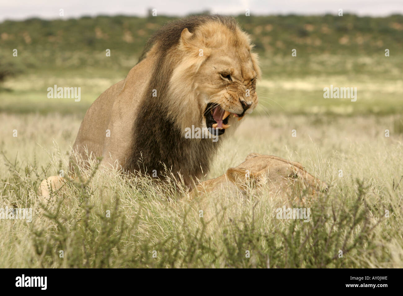 Kgalagadi lion mating hi-res stock photography and images - Alamy