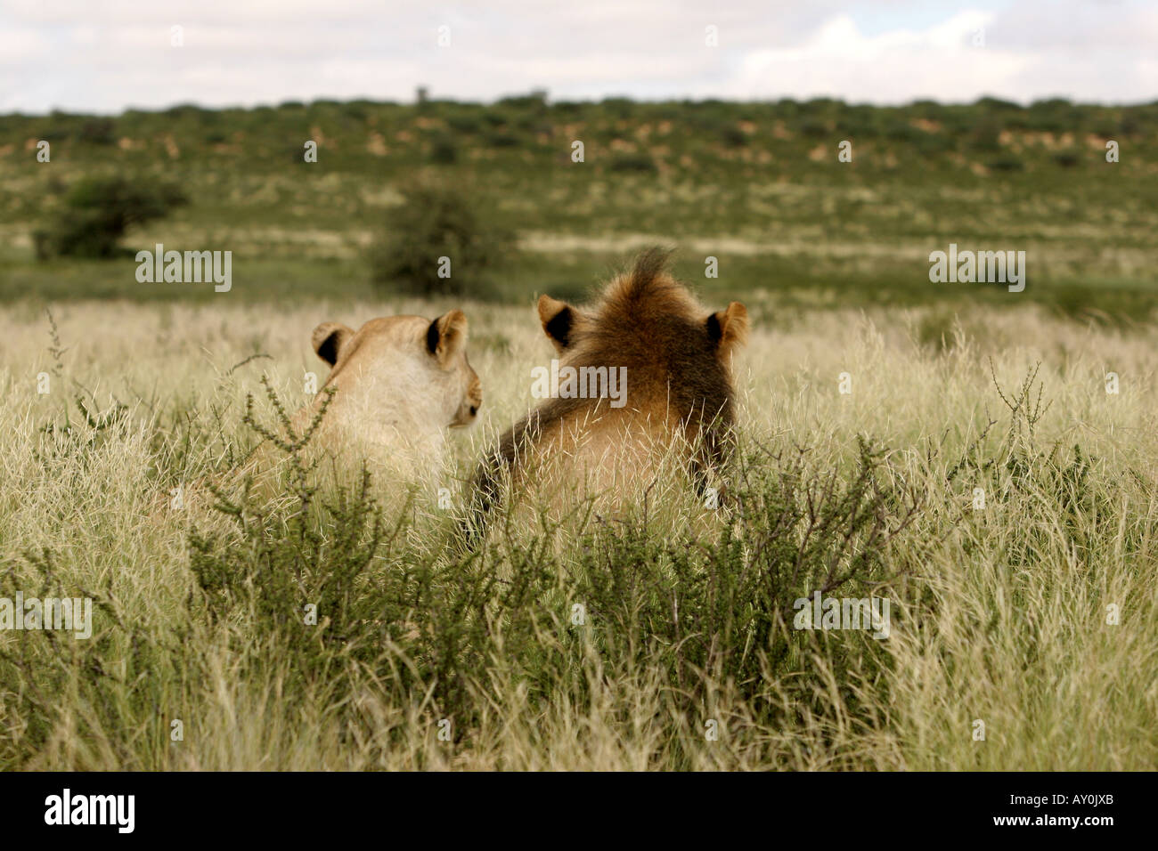 Kgalagadi lion mating hi-res stock photography and images - Alamy