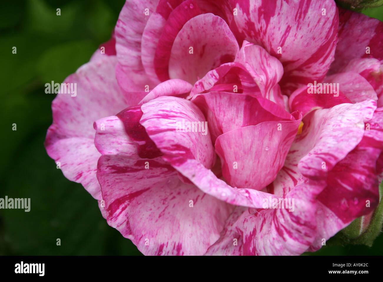 Striped flower of old rose Rosa gallica versicolor or Rosa Mundi close ...