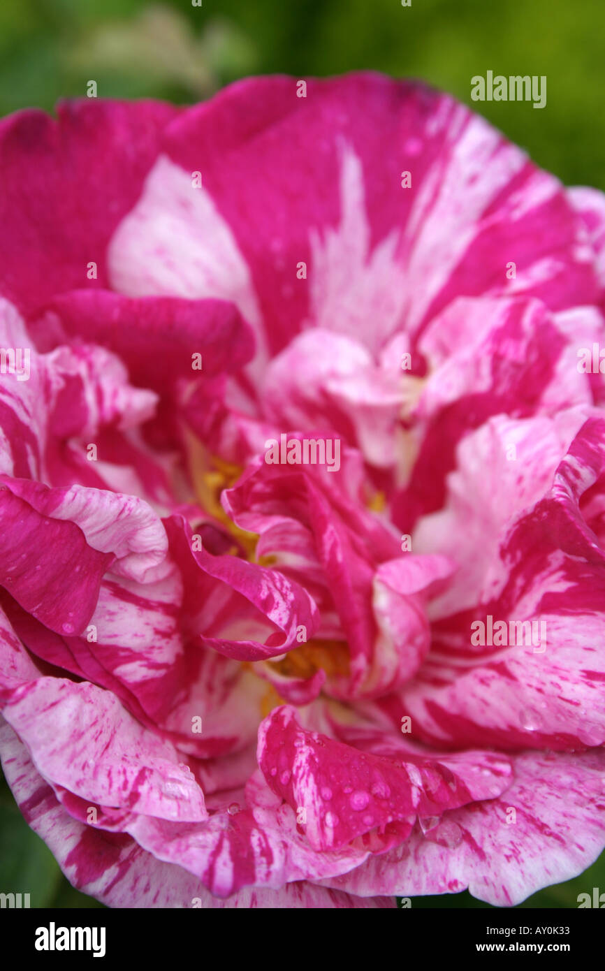 Striped flower of old rose Rosa gallica versicolor or Rosa Mundi close ...