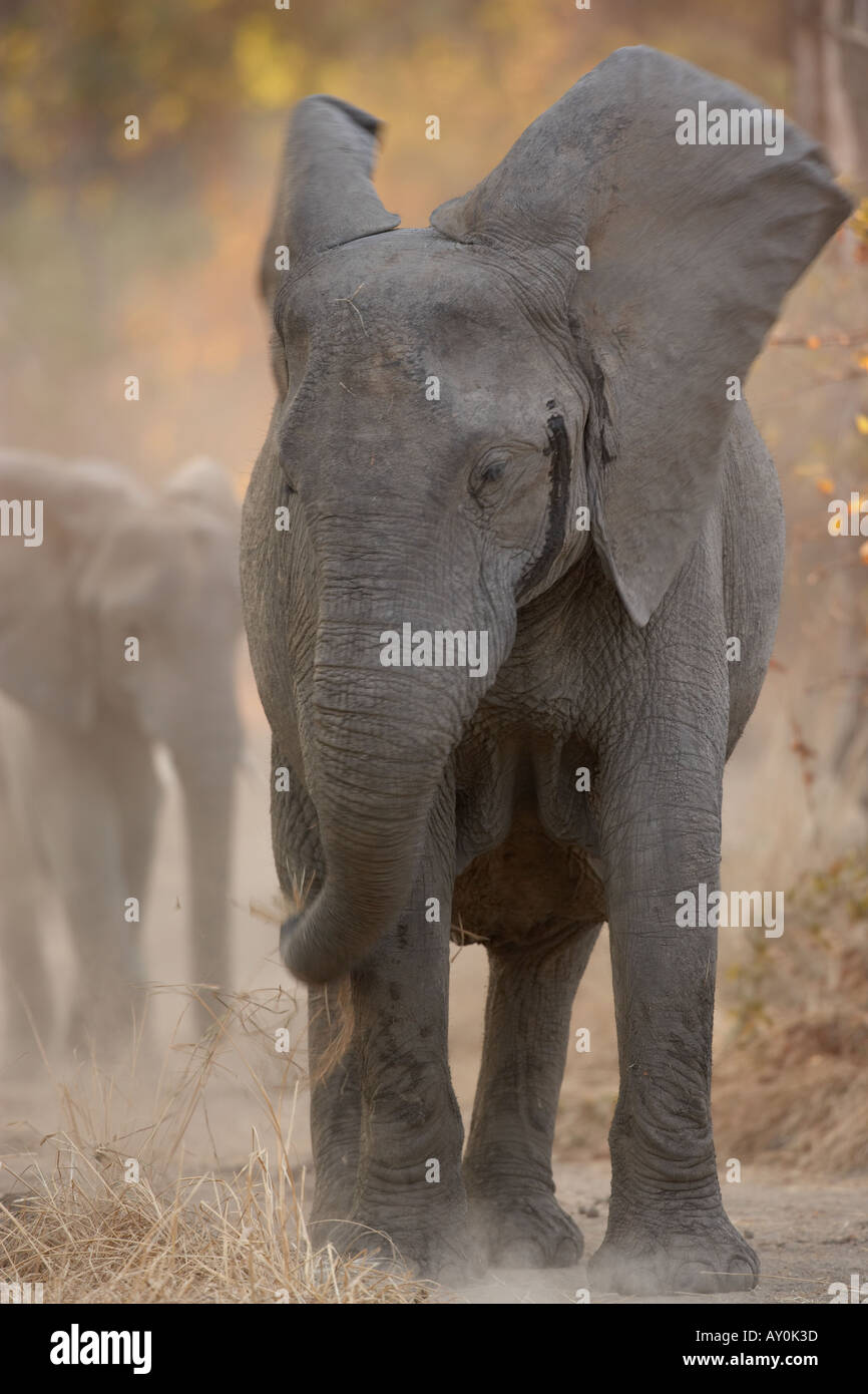 Elephant stirring up dust Stock Photo - Alamy