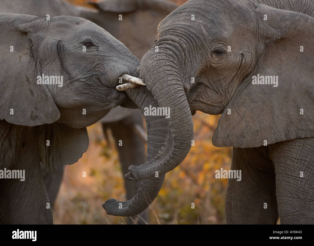Elephants testing hi-res stock photography and images - Alamy