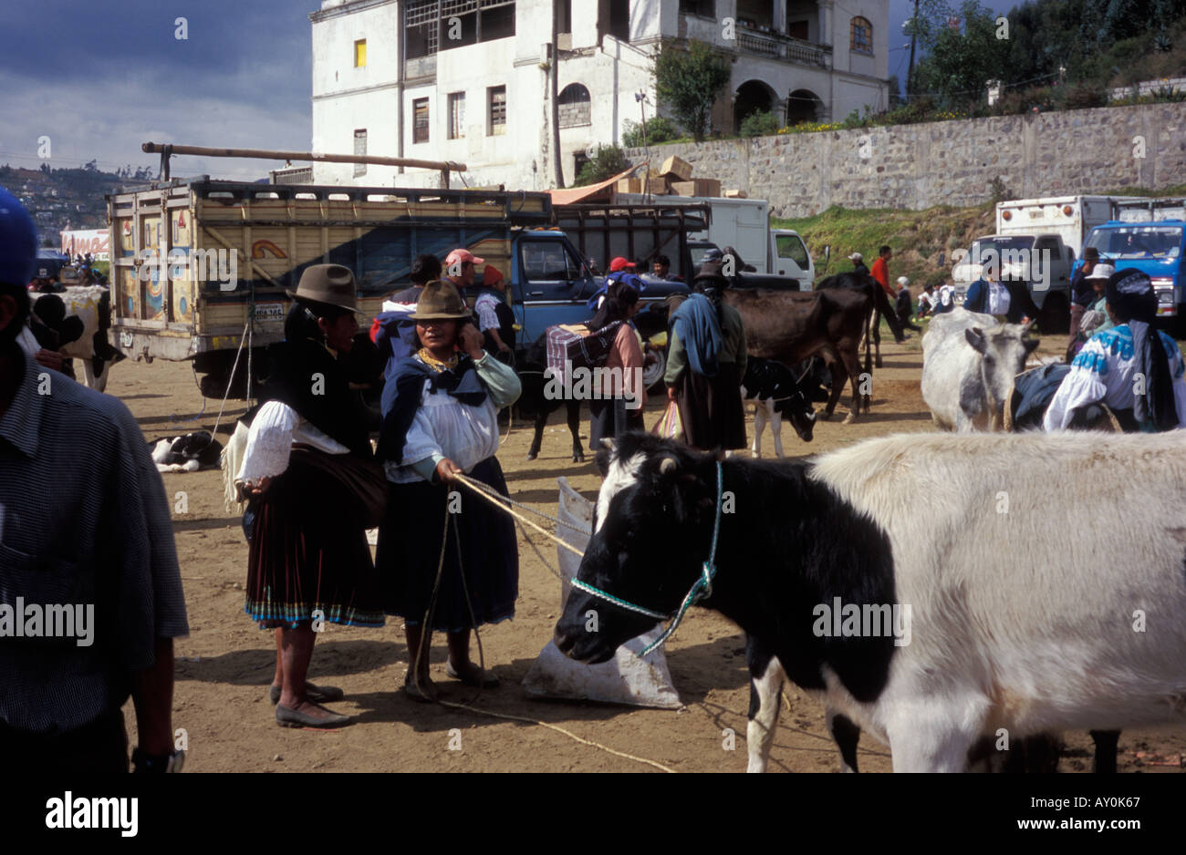 Woman selling her cows in the Sunday market in Otavalo, Ecuador Stock ...